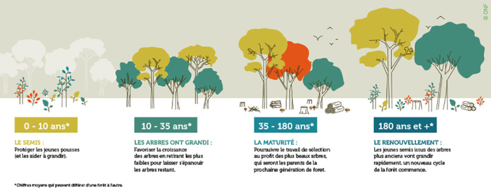 L’usage du bois | Agir pour le Climat - Pacte Finance-Climat